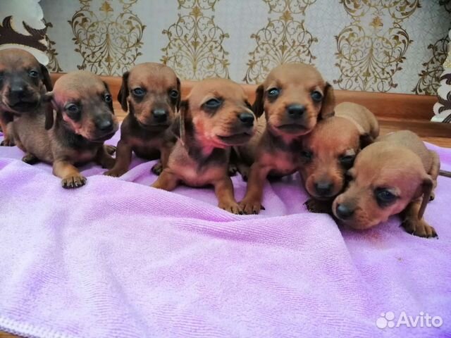 Щенки таксы