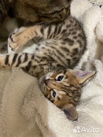 Бенгальские котята