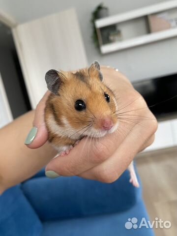 Отдадим милого хомячка в добрые и заботливые руки