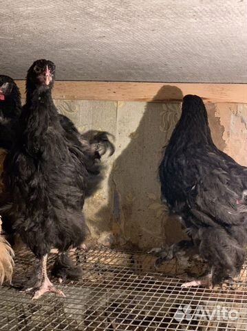 Цыплята домашние