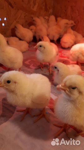 Цыплёнок бройлера росс 308