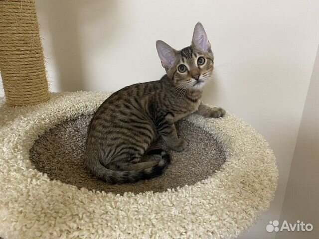 Тойгер котик Амулет