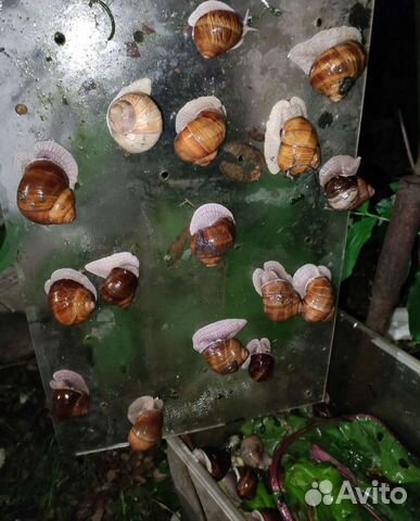 Улитки виноградные