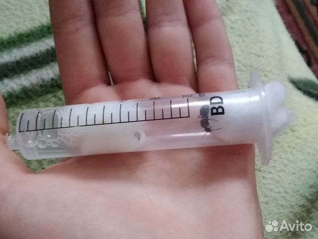 Муравьи Лазиус Нигер