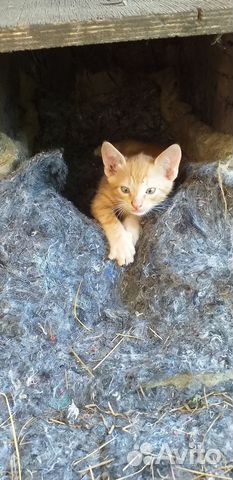 Котята в добрые руки даром