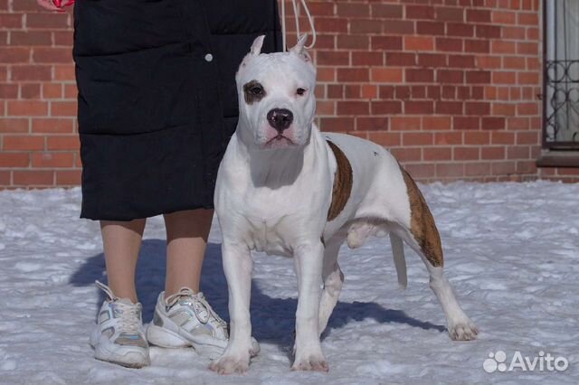 Собака в добрые руки щенок