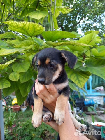 Отдам в добрые руки щенков маленькой собачки