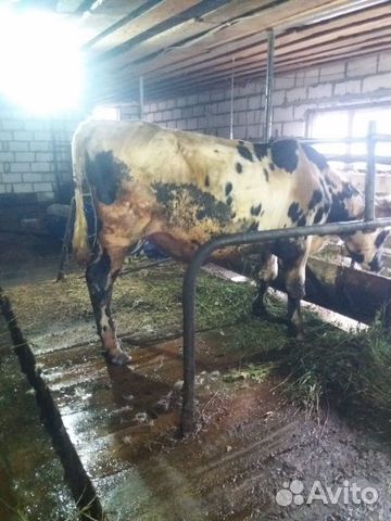 Продается бычок
