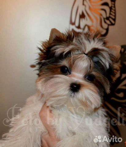 Девочка маленькая мини бивер