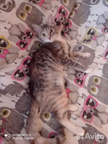 Кошка в добрые руки