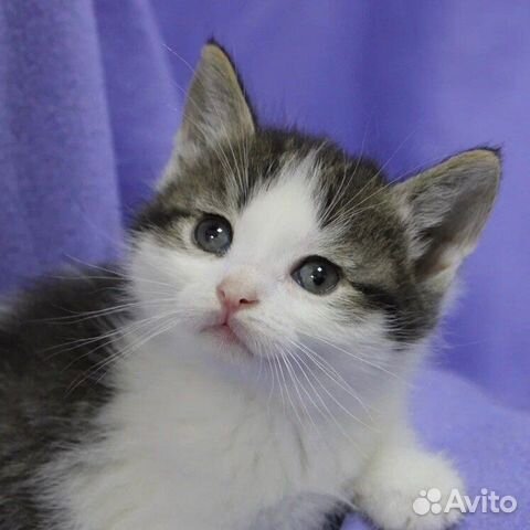 Котенок Веня 1,5 мес в дар