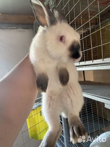 Калифорнийские кролики