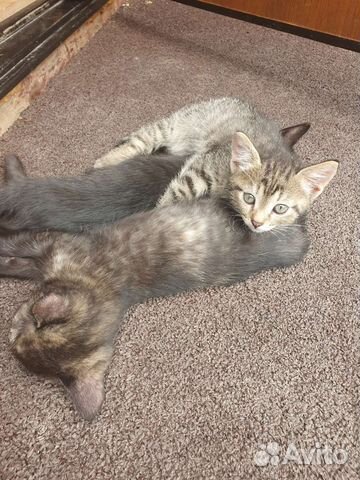 Котята ловчие