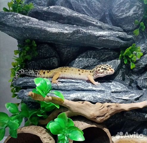 Самка эублефара