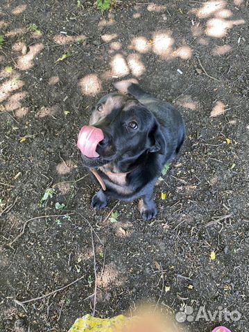 Щенок лабрадора девочка