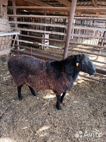 Баран на племя