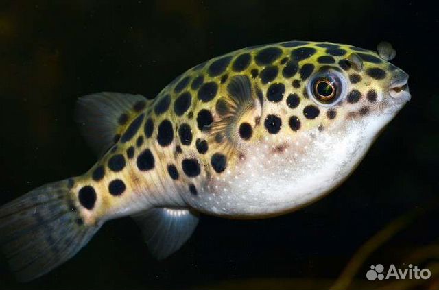 Тетрадон карликовый