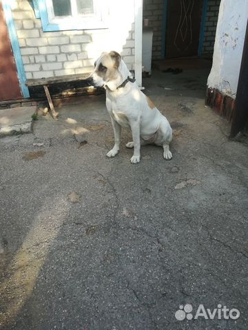 Алабай