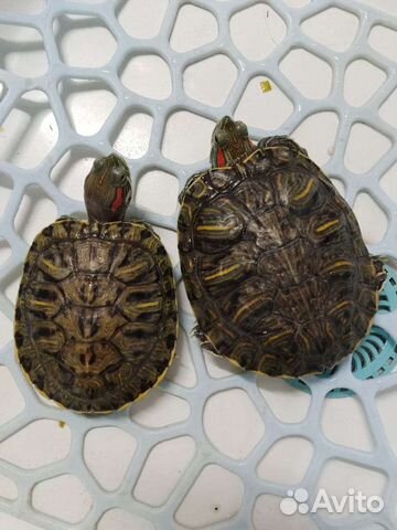 Красноухая черепаха с аквариумом