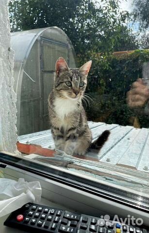 Котенка бросили на даче, нужна помощь