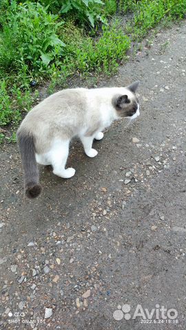 Домашние животные бесплатно кошки