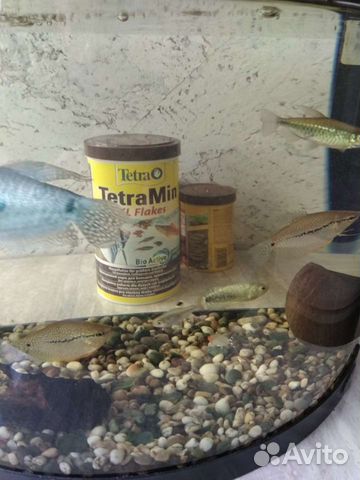 Аквариумные рыбки