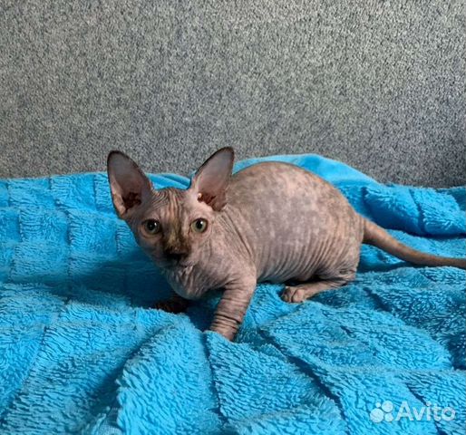 Бамбино девочка