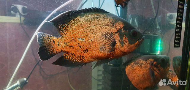 Астронотус