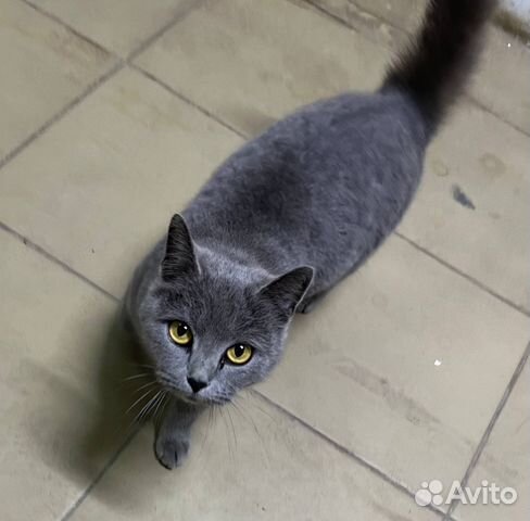 Русская голубая кошка