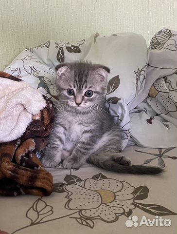 Шотландский вислоухий котенок