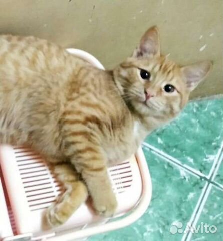 Рыжее мохнатое счастье., 5,5 месяцев