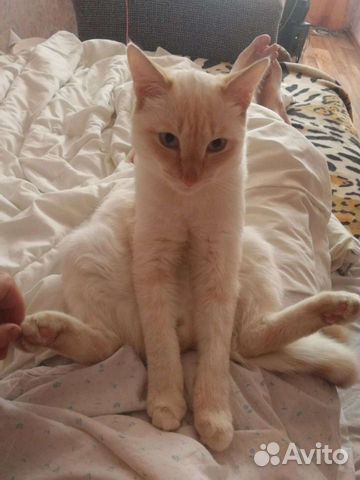 Отдам Тайского (Cream point)кота