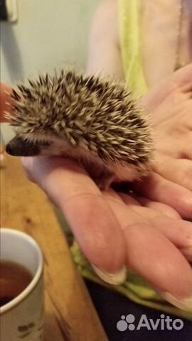 Африканский ежик