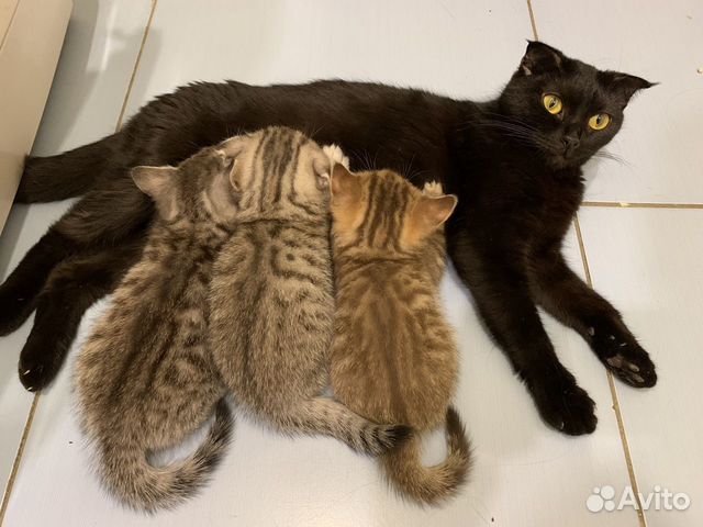 Кошка шотландская/британская на вязку