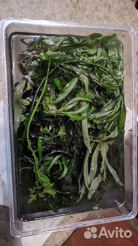 Аквариумные растения роголистник красный