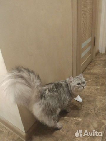 Кошка в дар бесплатно