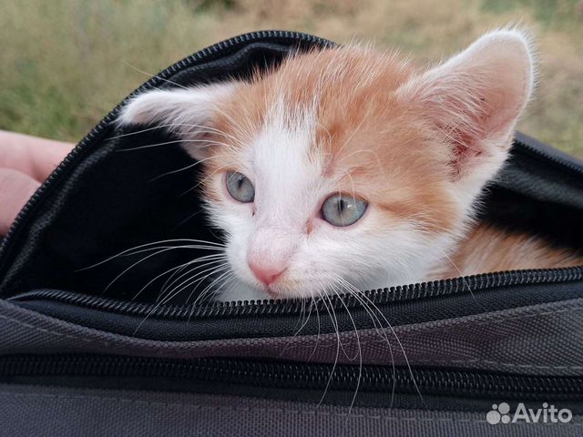 Отдам котенка в добрые руки (домашняя кошка )