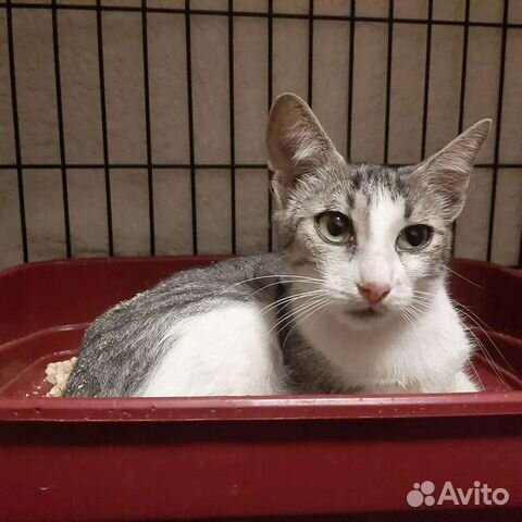 Кошка в дар бесплатно