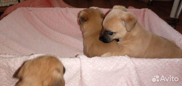 Щенки джек рассел терьер