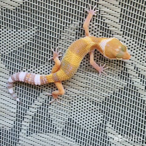 Эублефары оптом