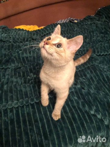 Котенок в добрые руки