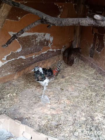 Фазан алмазный