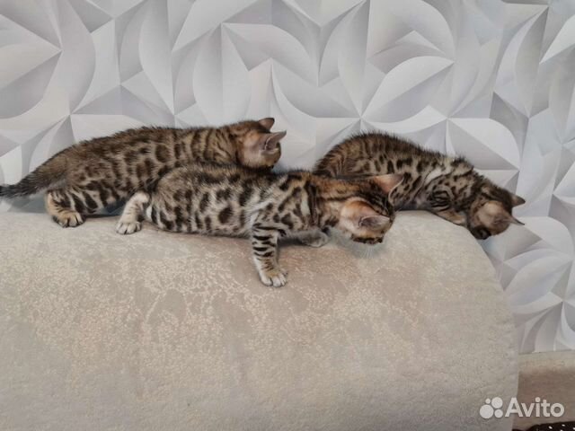 Бенгальская