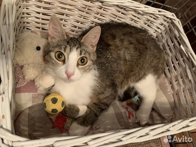 Молодая серая кошечка шпротинка