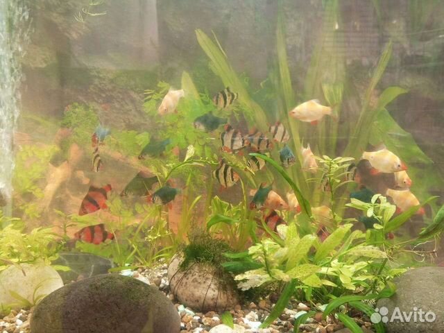 Аквариумные рыбки барбусы