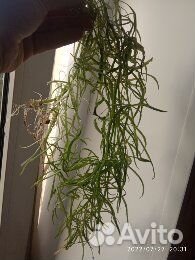 Погестемон октопус