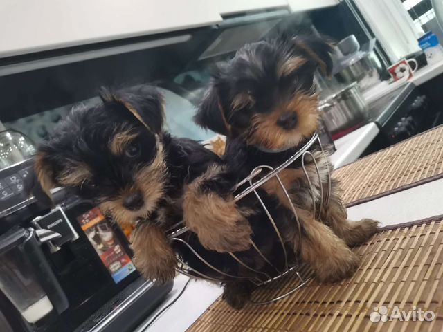 Йоркширский терьер щенки