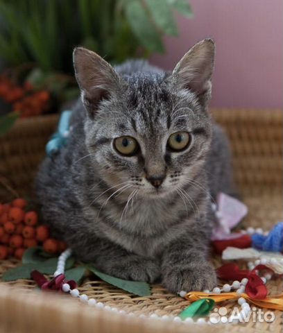 Харизматичная котенок Пуговка 4 месяца в дар