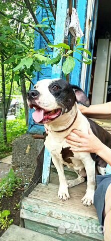 Найдена собака стаф