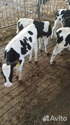 Бычки на откорм